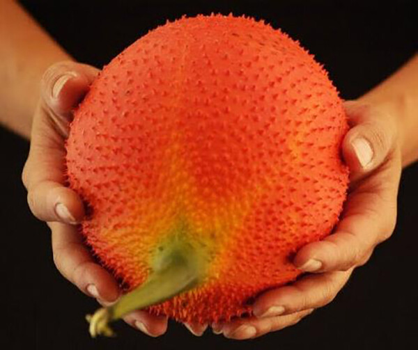 Momordica cochinchinensis, Gac Fruit, Mini Baby Jackfruit - 3 Se eds | eBay