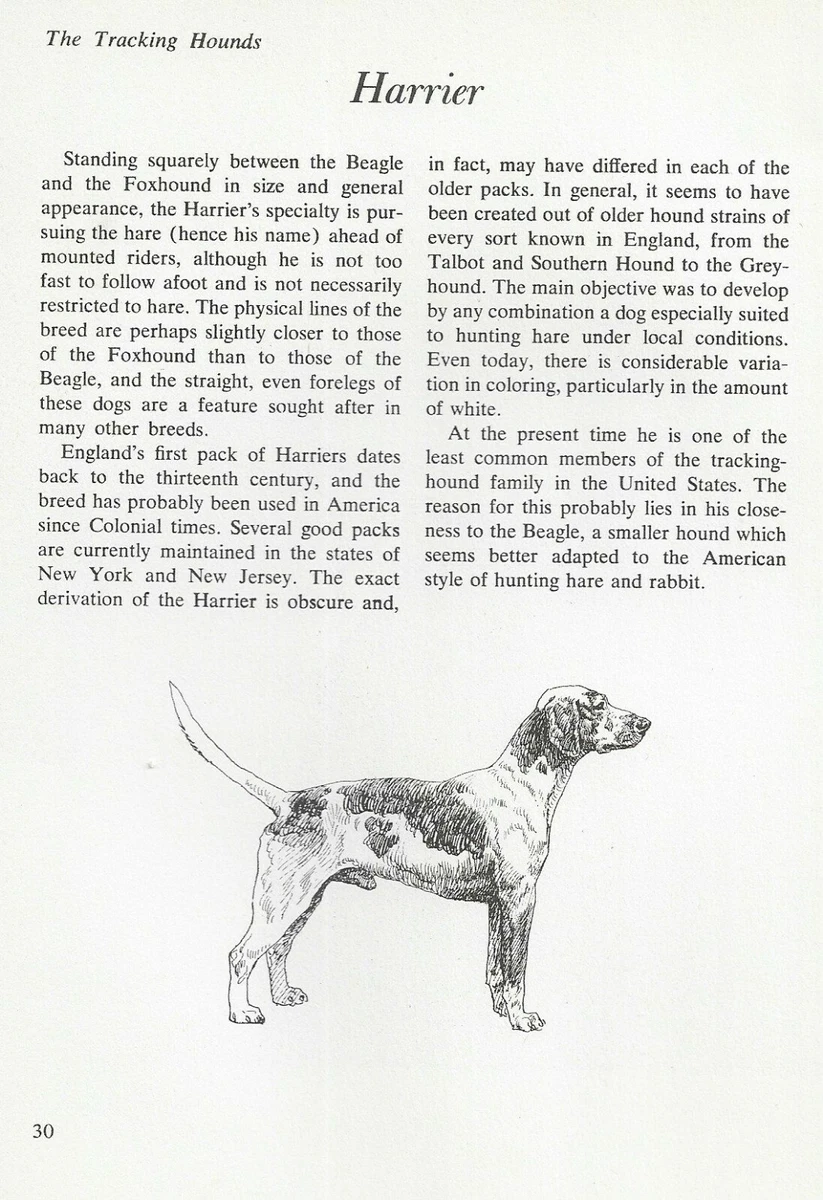 White Harrier Dog