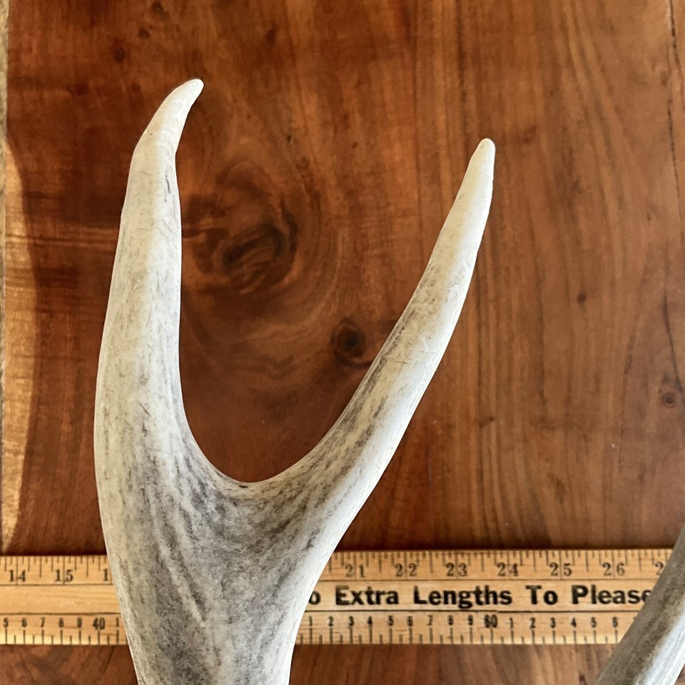 Naturally Shed Mule Deer Antler 4 Point Found in Idaho | eBay