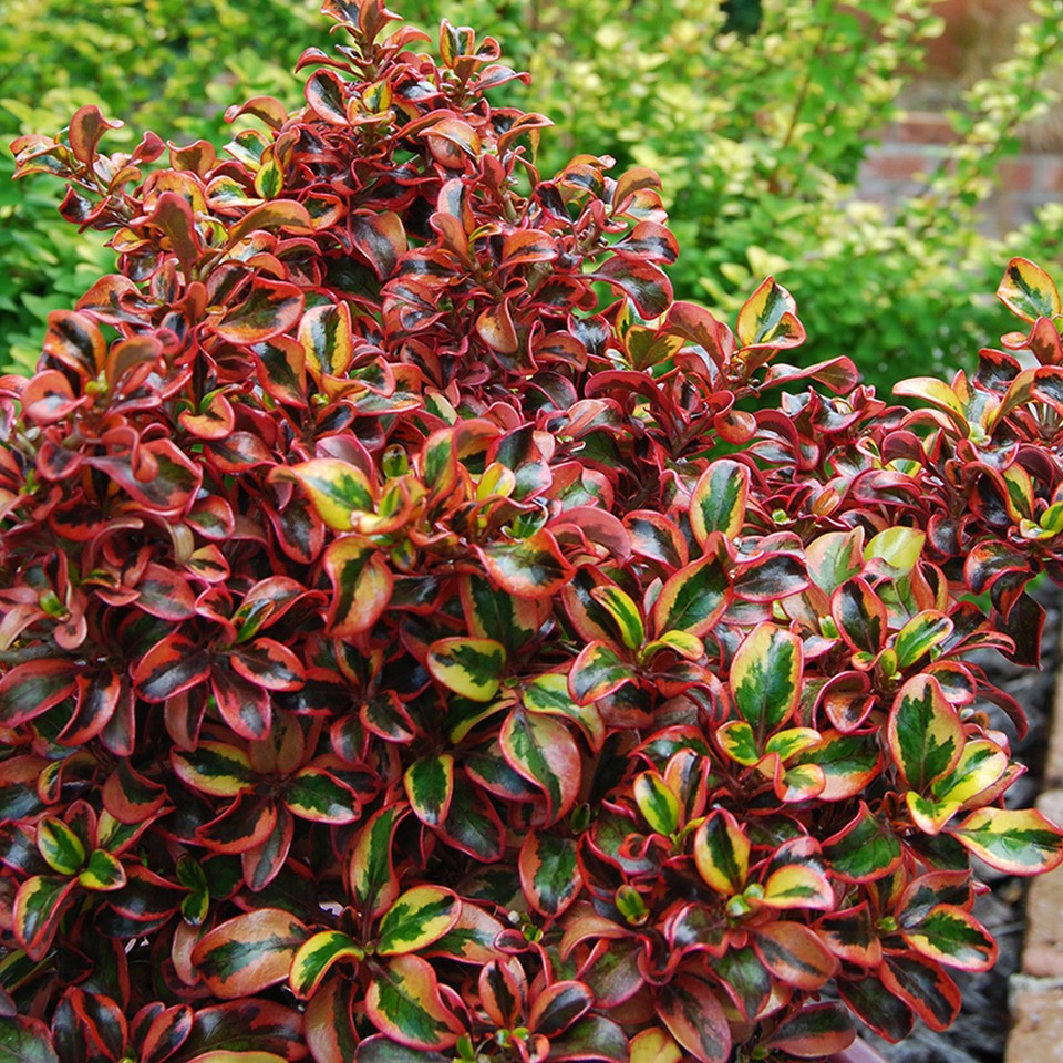 Coprosma Inferno Mirror Plant Upright Evergreen Colourful Outdoor ...