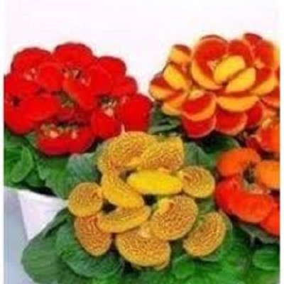 25+ Calceolaria Flower Seeds / PERENNIAL / LONG LASTING | eBay