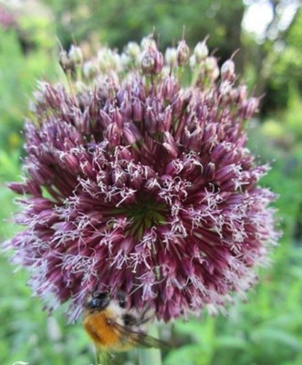 AIL Ornemental ''Farelock'' - Allium ♫ Graines ♫ Plante Décorative du ...