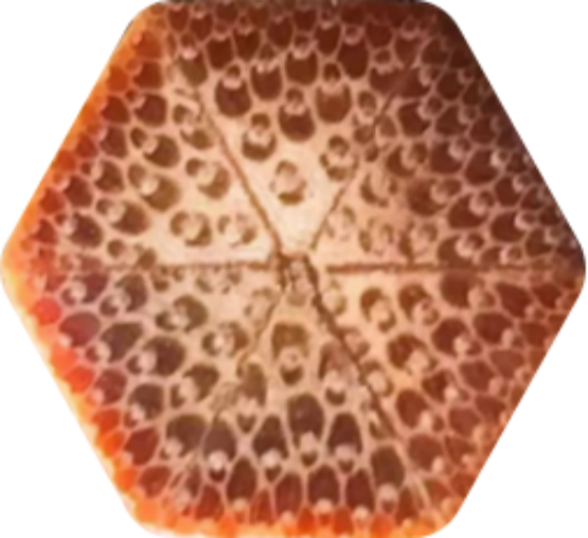 GARRISON 209 7'6" ~ 5 wt /Handmade Flame Bamboo Fly Rods/Fly Fishing ...