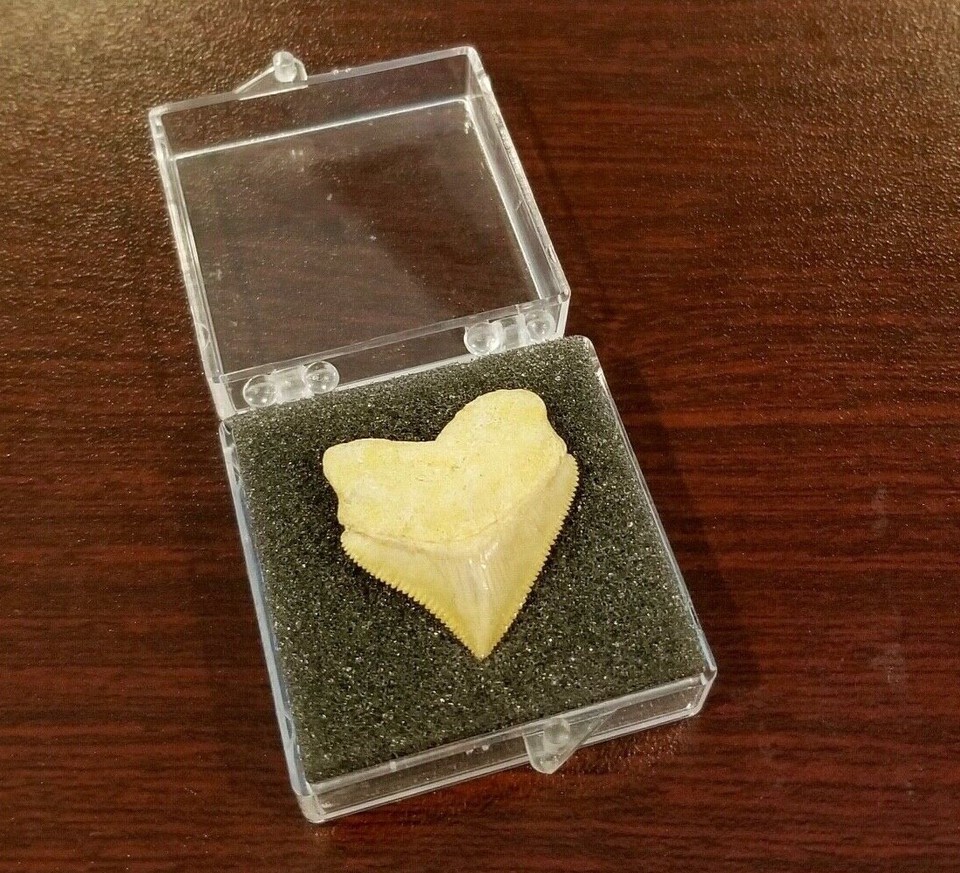 FOSSIL SHARK TEETH-CORAX POP-UP Display Retail (60 Boxes Inside POP ...