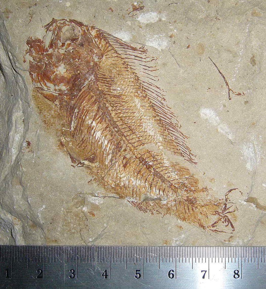 Aipichthys 48 + Davichthys + 3 Hemisaurida + Rare Lampridiform on the ...