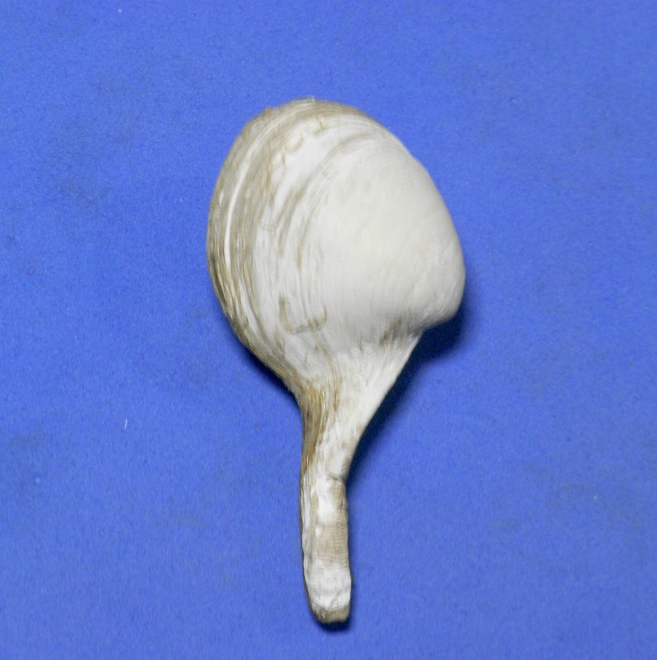 Formosa/SEASHELL/Cuspidaria kawamurai 46mm.deep water.Taiwan | eBay