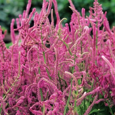 Russian Statice (Limonium suworowii)x 50 seeds. Drought tolerant | eBay