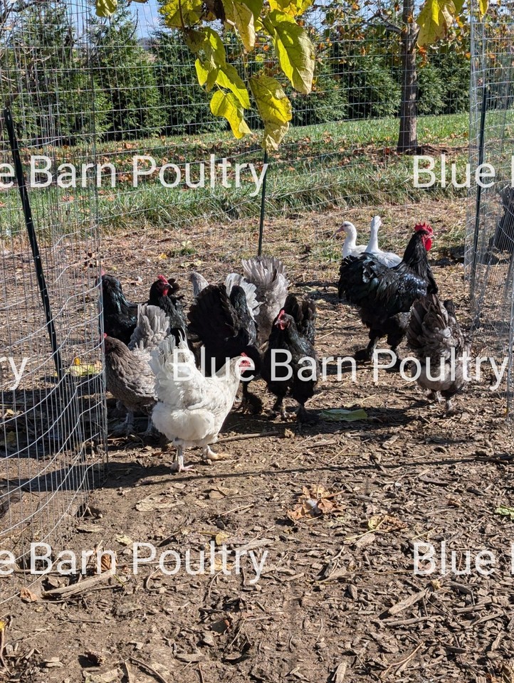 6 Show Quality Blue/Black/Splash Langshan Chicken Hatching Eggs. NPIP ...