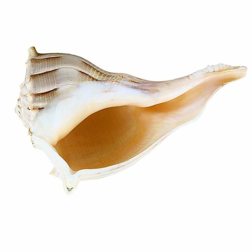 Conch Shell Natural Right Handed Dakshinavarti/ Laxmi Shankh for Pooja ...