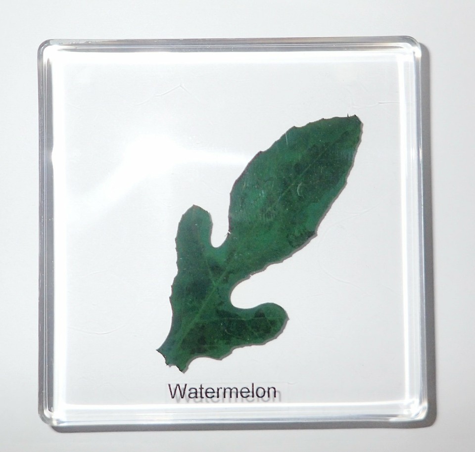 5 Plant Leaf Specimen Box Set A in Clear Square Block Education Kit ...