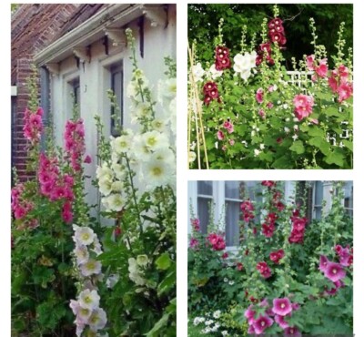 30+ SEEDS-Indian Spring Heirloom Hollyhock Flower Seeds Mix Color ...
