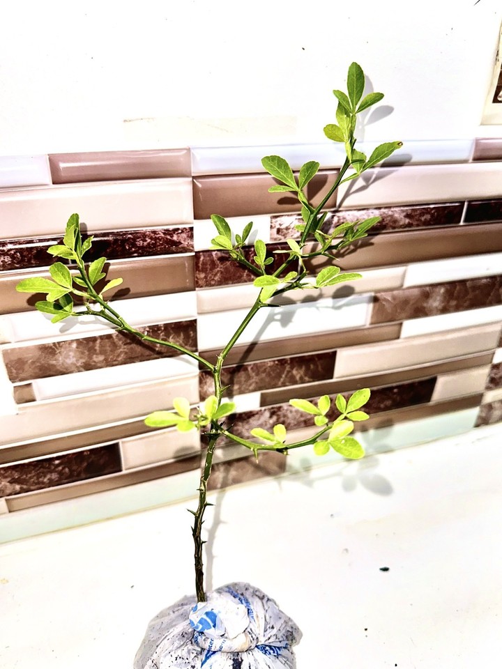 x2 Hardy Orange Tree Sprout (6” Fully Rooted) Cold-Hardy Citrus Ready ...