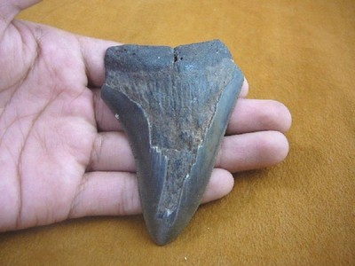 (sp200-61) 3-5/8" Shark Tooth teeth MEGALODON partial fragment I love ...