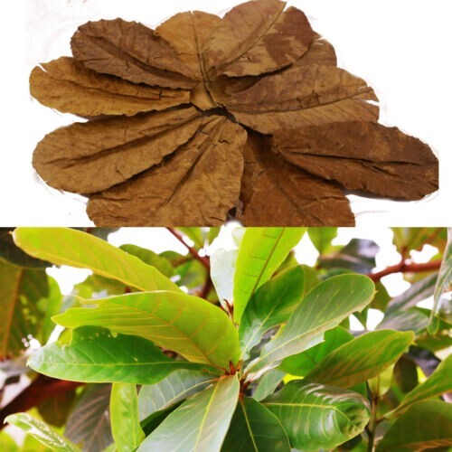 Indian almond leaves 200 Dried catappa,ketapang for fish,shrimp ...