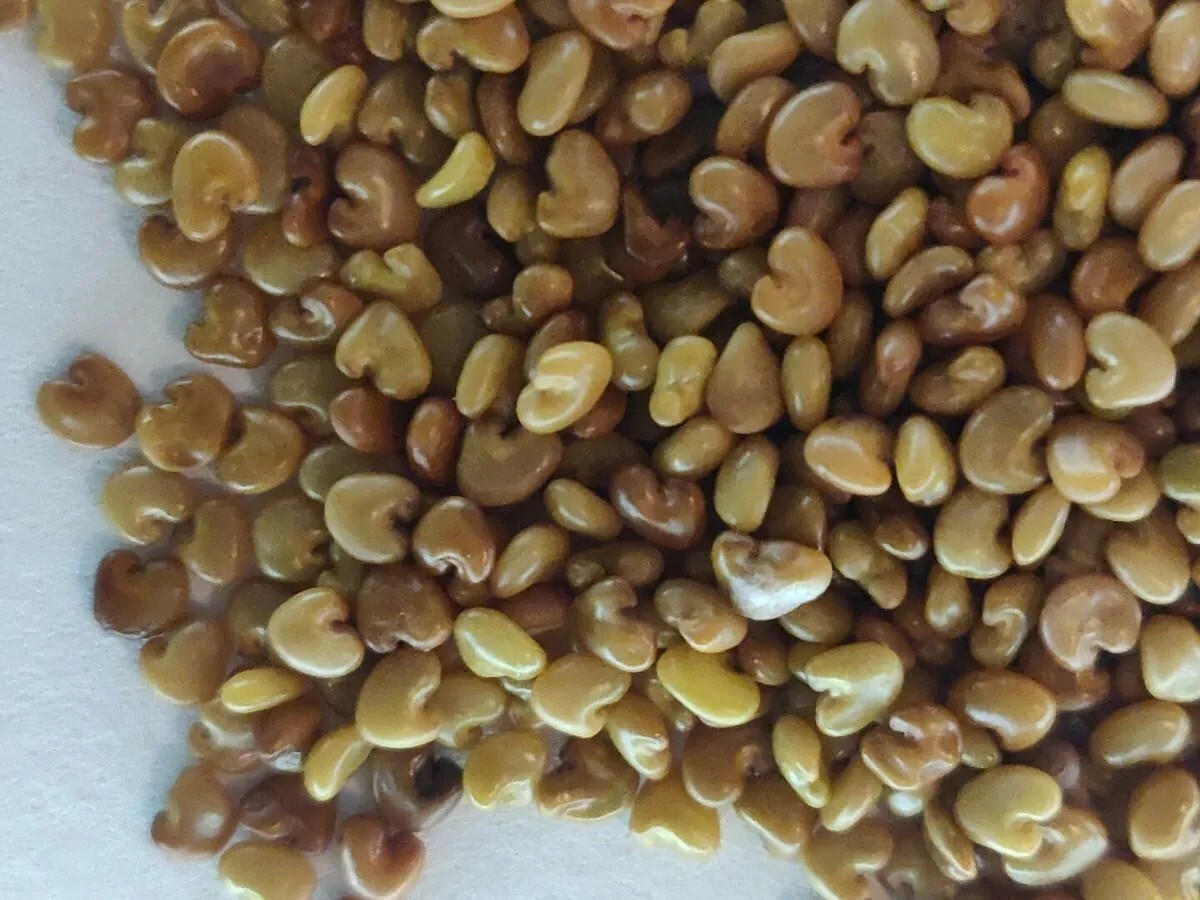 Free Shipping 30+ Seeds CHIPILIN Very RARE Central America El Salvador ...