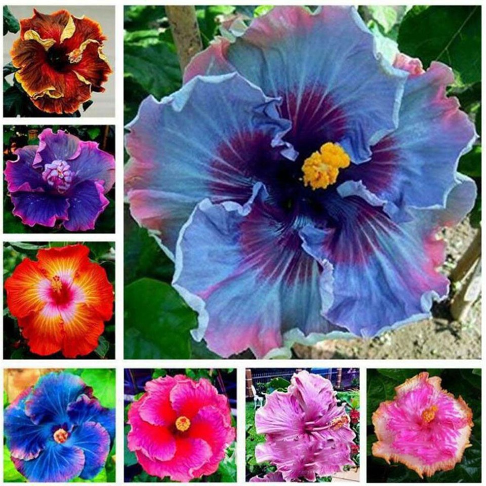 100 RARE MIXED COLOR Hibiscus Seeds Perennial Flowers Flower Seed ...