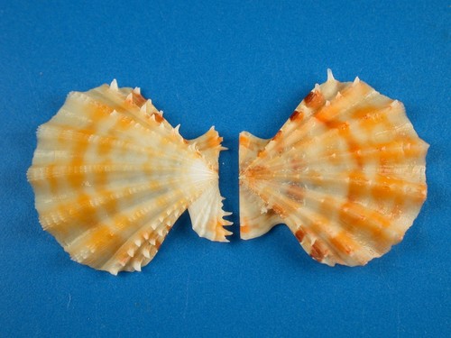 Mirapecten mirificus, Great Pattern and Color, 32.2mm, Kwajalein Shell ...