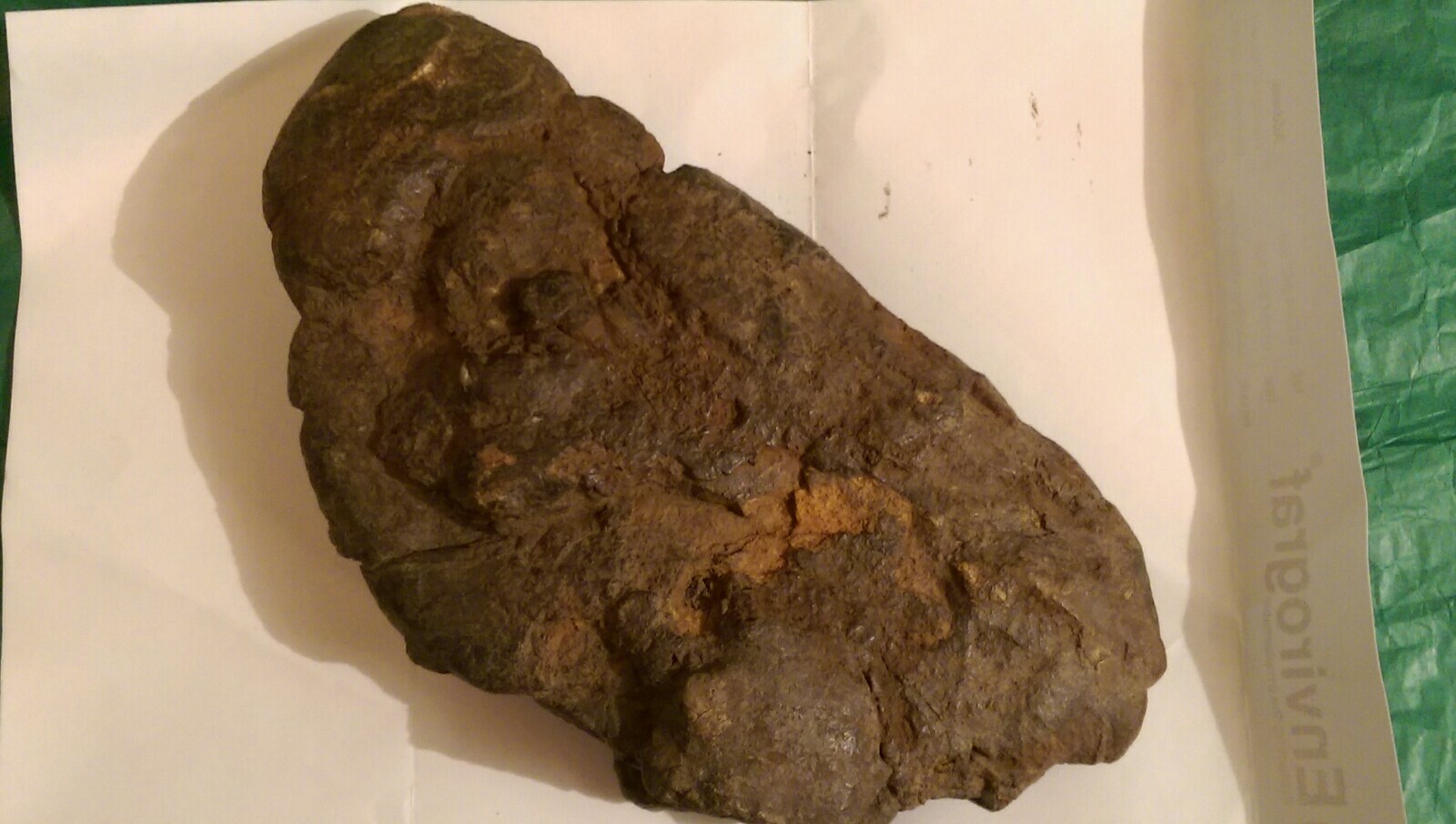 Whole Baby Dinosaur Fossil Hadrosaur Fetus Hatching Hell Creek USA in ...