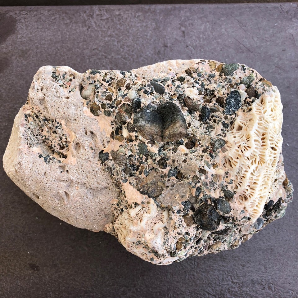 Pudding Stone, Terrazzo, Sea Rock, Sea Stone, Stone Decor, Fish Tank ...