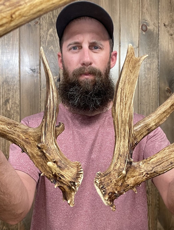 Dark Typical 216” Whitetail Shed 17pt Antler Horn Deer Mount Taxidermy ...