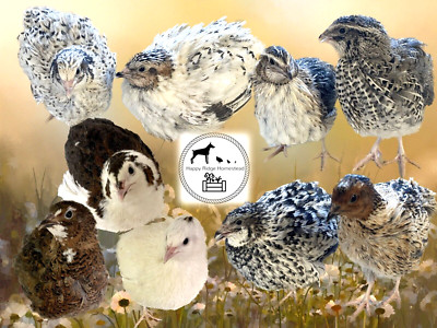 18-Rare Mix-Celadon Falb Fee Pansy Sparkly Pearl-Coturnix Quail ...