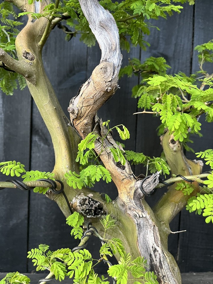 Brazilian Raintree Bonsai Tree, Pithecellobium Tortum | eBay