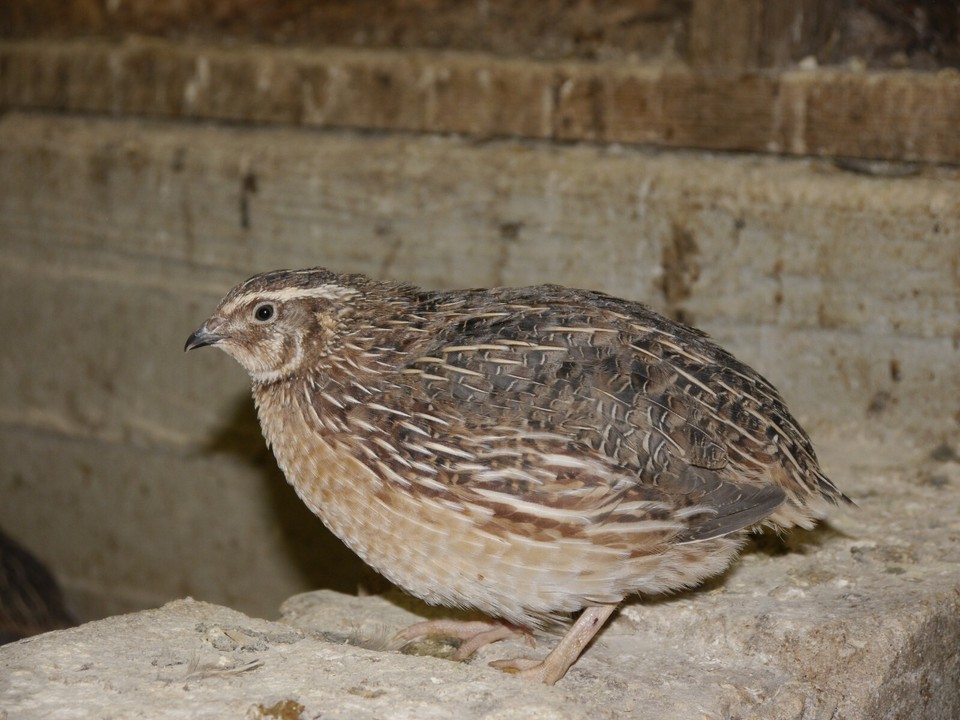 30 Jumbo Brown/JM Pharaoh quail hatching eggs | eBay