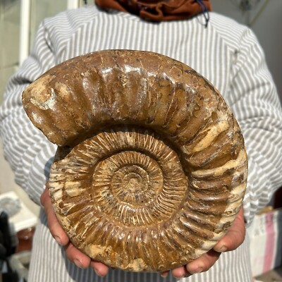 3.5kg Large Natural Raw Ammonite Fossil Display Collection Specimen ...