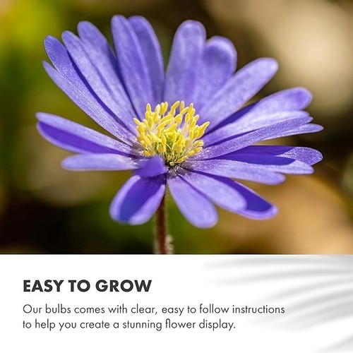 Mixed Summer Flowering Bulbs | 303 Bulbs in 5 Varieties | Bee ...