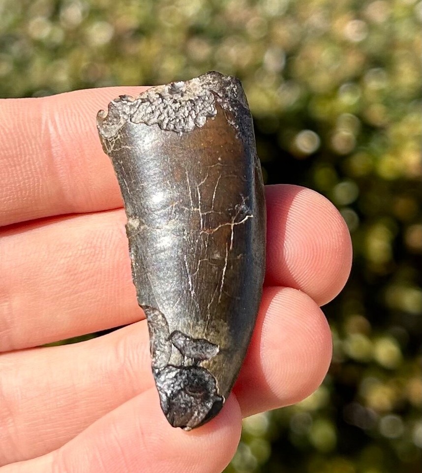 Uzbekistan Tyrannosaur Dinosaur Tooth RARE Timurlengia Bissekty ...