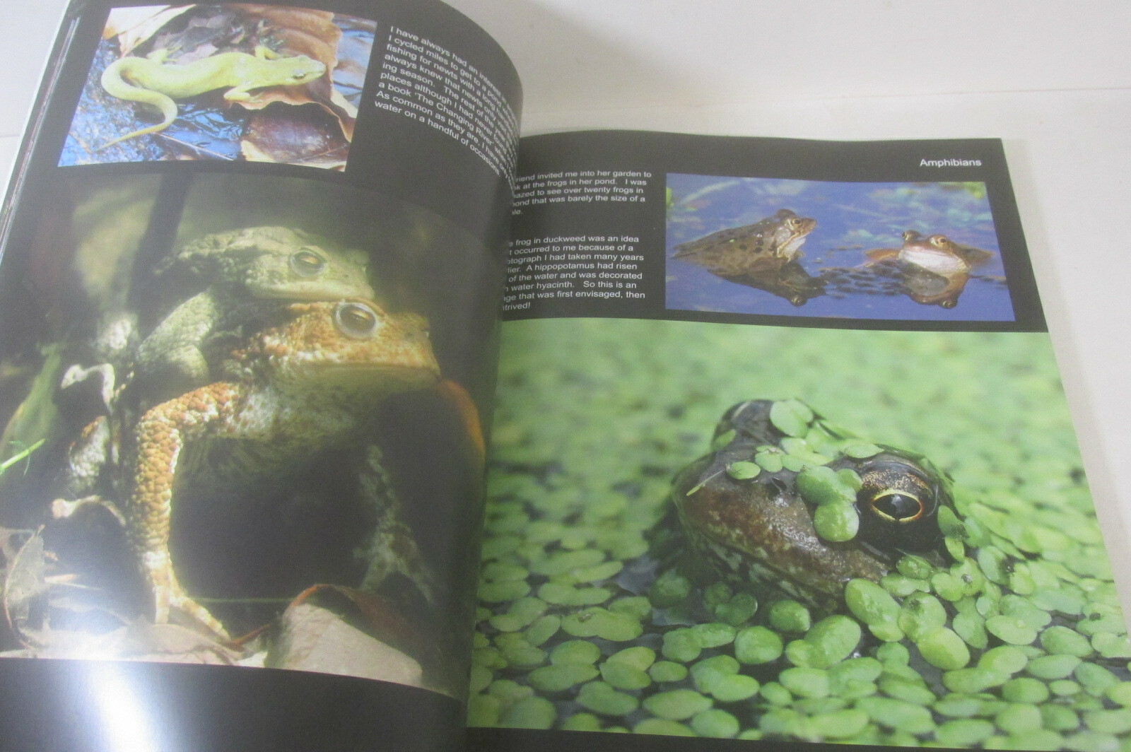 The World of a Wildlife Photographer by David Boag, Signed copy ...