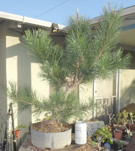 Japanese Black Pine Pre Bonsai Dwarf Kifu Fat Trunk Nice Nebari Pinus ...