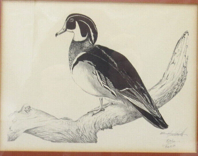 Wood Duck Pencil Drawing