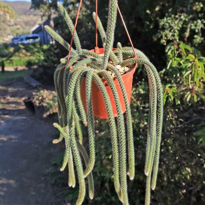 Rat Tail cactus 'Aporocactus flagelliformis' cactus Cacti Succulent ...