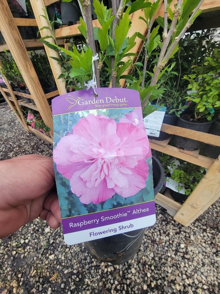 Raspberry Smoothie™ Hibiscus - Rose Of Sharon - Live Plant - Full ...