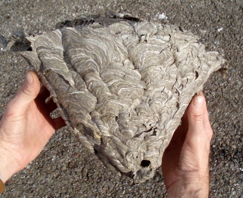 VERY UNIQUE OYSTER SHELL STYLE LARGE GENUINE REAL HORNET WASP BEEHIVE ...