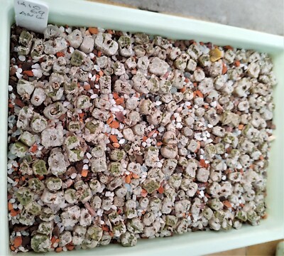 Conophytum angelicae ssp tetragonum SB1376\ 10 pcs 8-10 mm/grown from ...