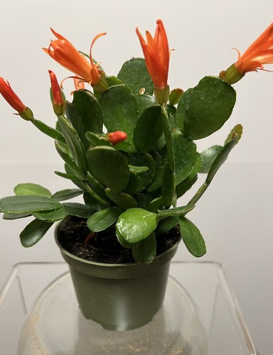 Spring Cactus Orange Easter Cactus Rhipsalidopsis Hatiora Sunrise 3 ...
