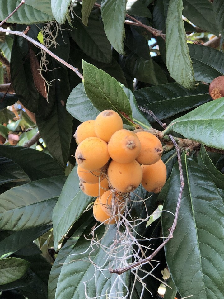 25 Loquat Seeds Japanese Chinese Plum Eriobotrya Japonica Organic Fresh ...