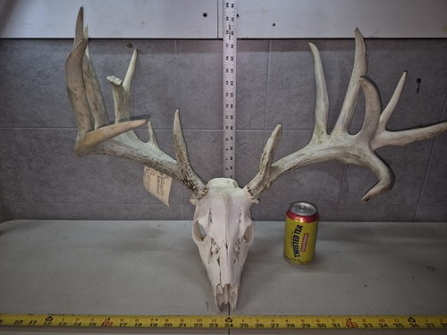 Big Farm 16 point 185-5" Whitetail Skull European Decor Man Cave ...