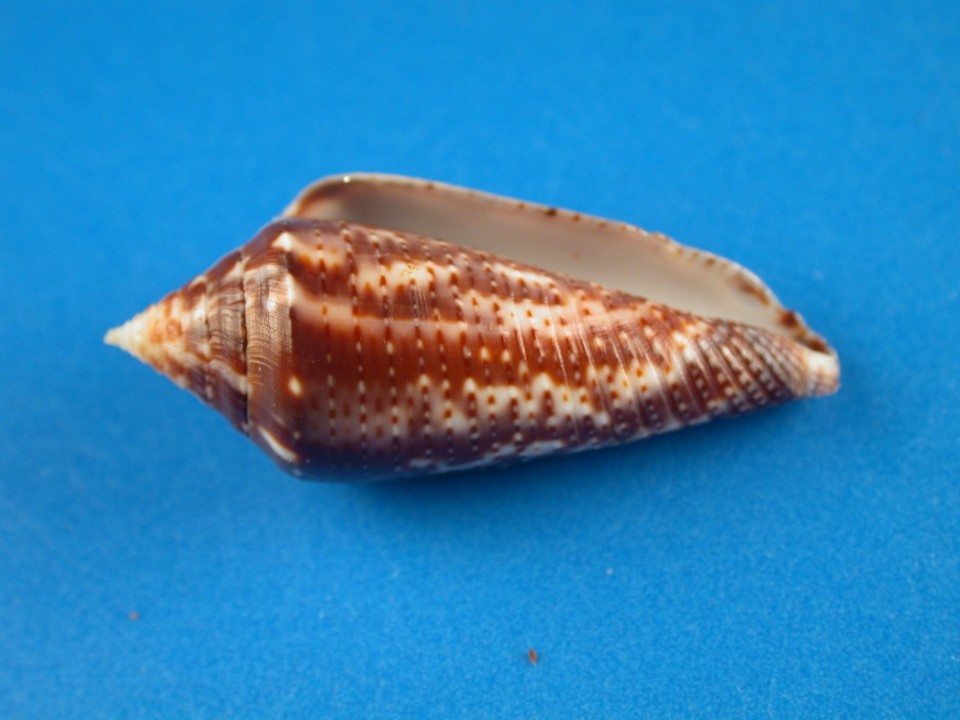 Conus mahogani, Excellent Dark Color, 31.9mm, Panama Shell W1938 | eBay