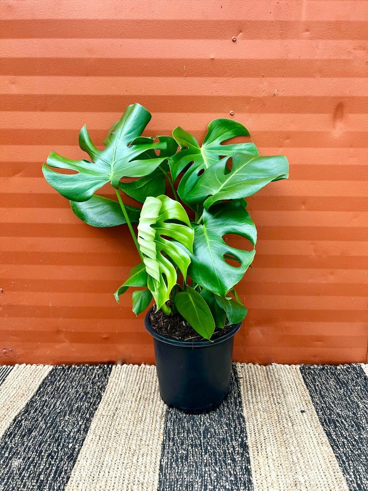 Large Monstera Deliciosa Tropical Split Leaf Plant 10" Pot Indoor ...