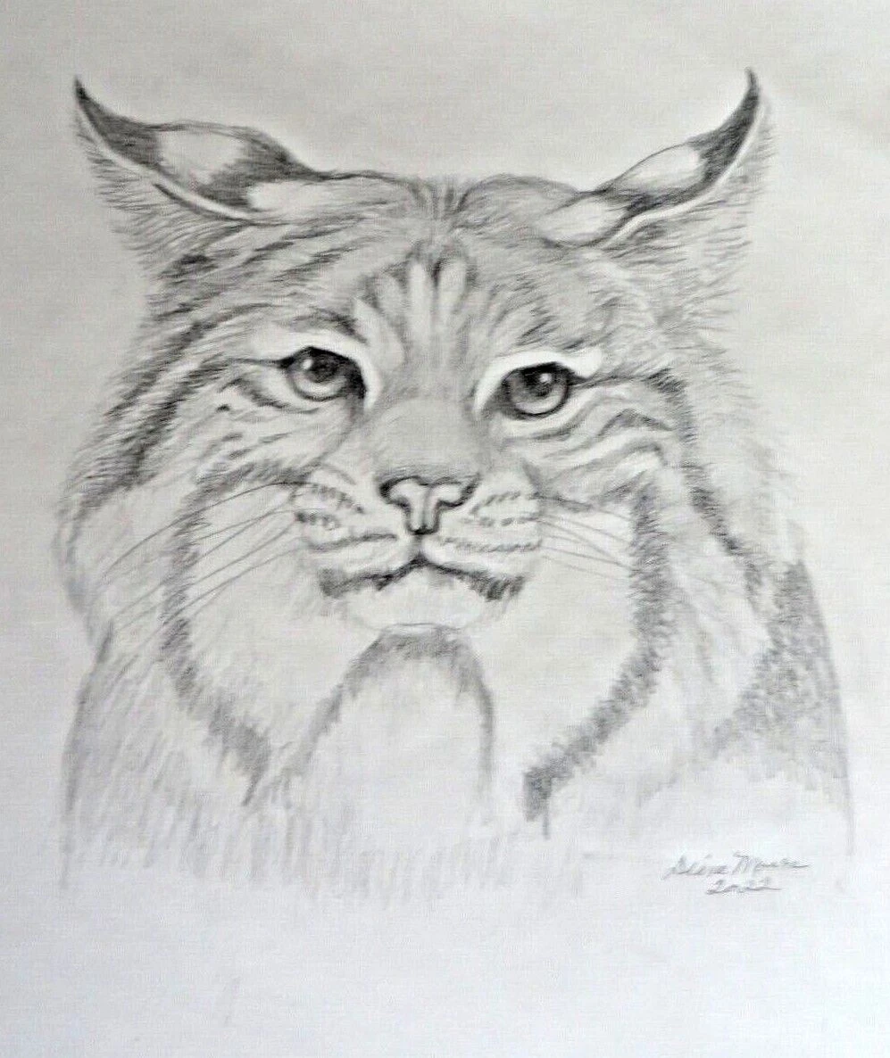 Realistic Wildcat Drawing