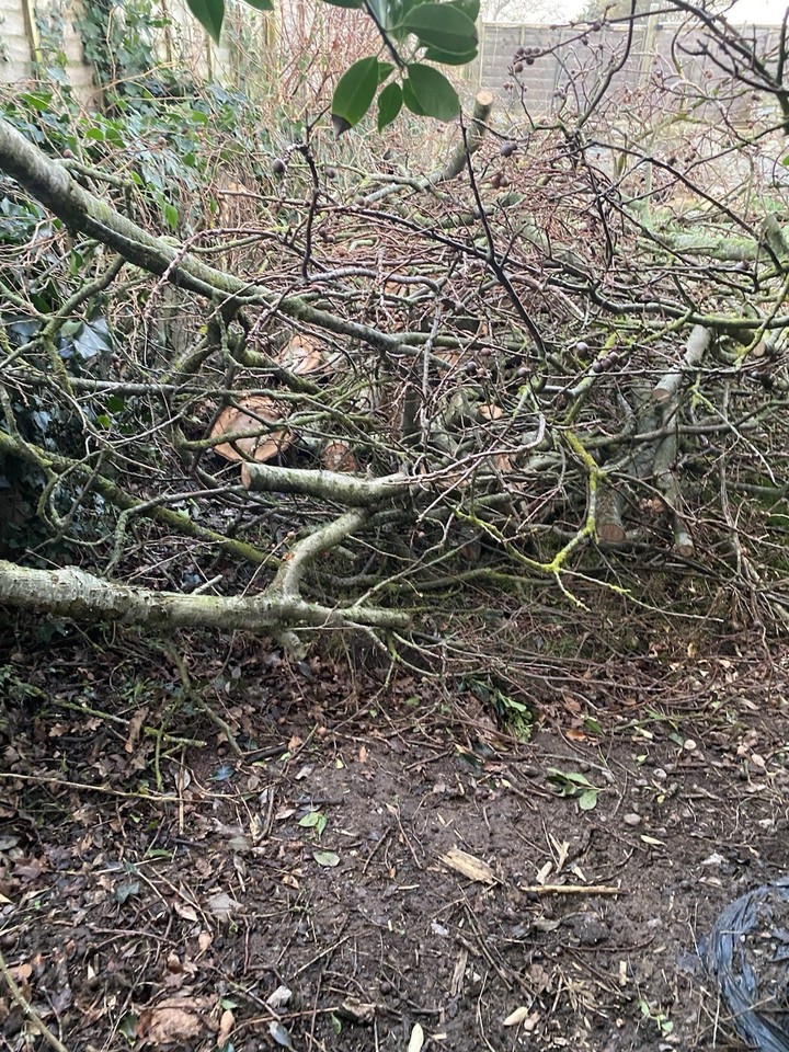 WOOD/LOGS FOR SALE FIREWOOD/ART DISCS WHOLE TREE FOR NEXT SEASON ONCE ...