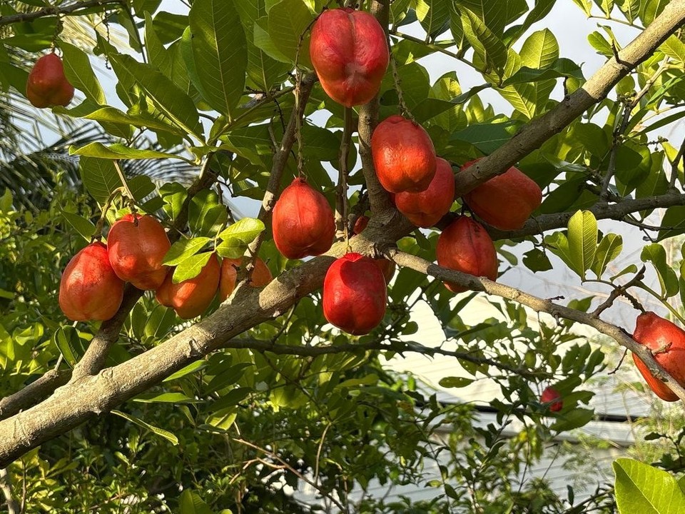 ACKEE SEEDLING (Blighia sapida) Tropical Fruit Tree. BUTTER ACKEE ...