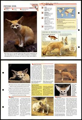 Fennec Fox #224 Mammals Wildlife Fact File Fold-Out Card | eBay UK