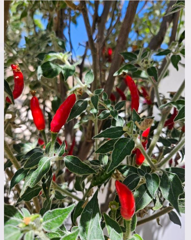 BLACK COBRA CHILI PEPPER PREMIUM SEED-HIGH YIELD -50/100 SEEDS - HOT ...
