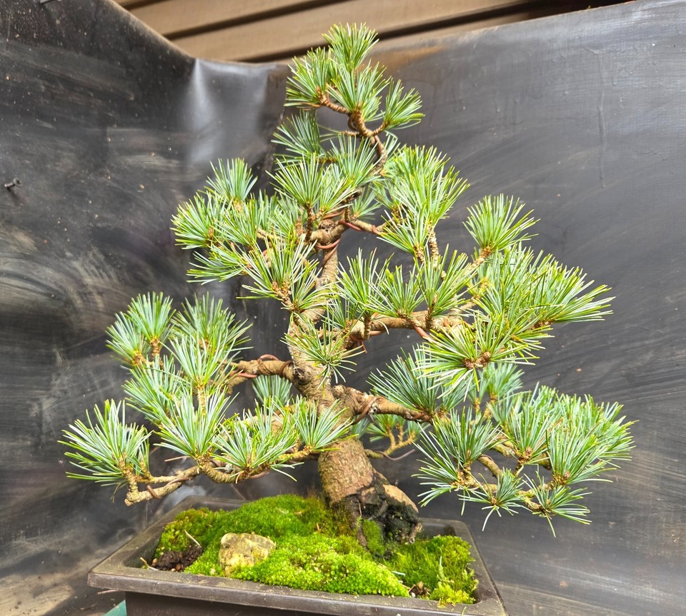 Bonsai Japanese White pine - Kinpo | eBay