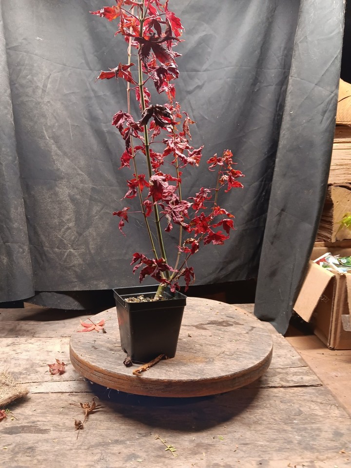 Shindeshojo Japanese Maple for Bonsai Not Grafted 3.5" Pot | eBay