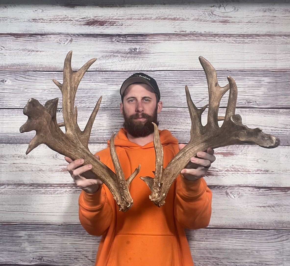 Whitetail Deer Population By State